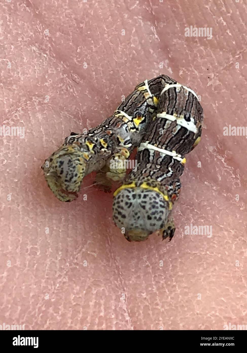 Woolly Gray Moth (Lycia ypsilon Stock Photo - Alamy