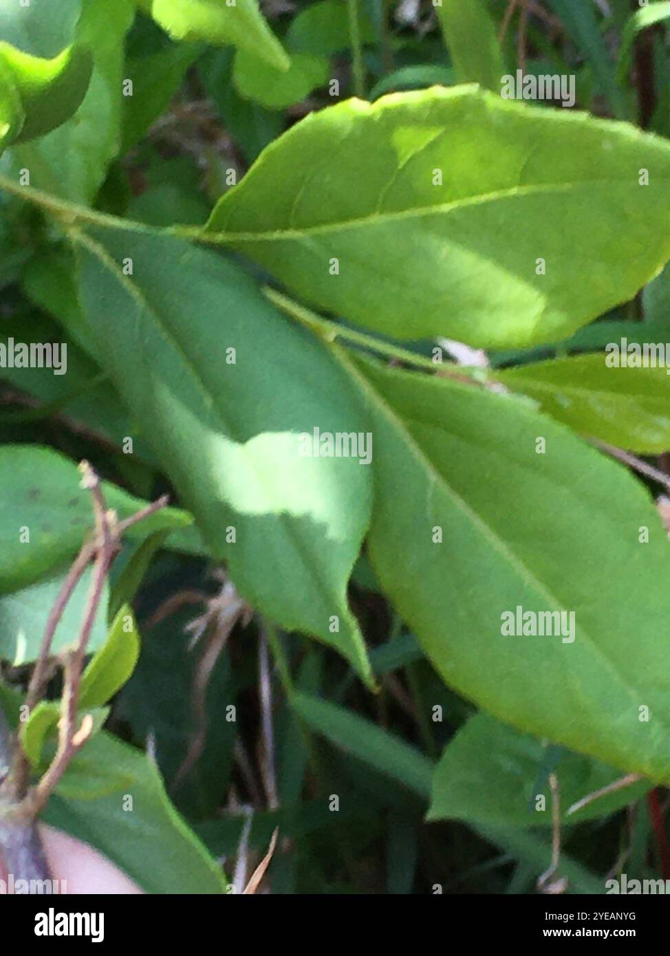 American Snowbell (Styrax americanus Stock Photo - Alamy