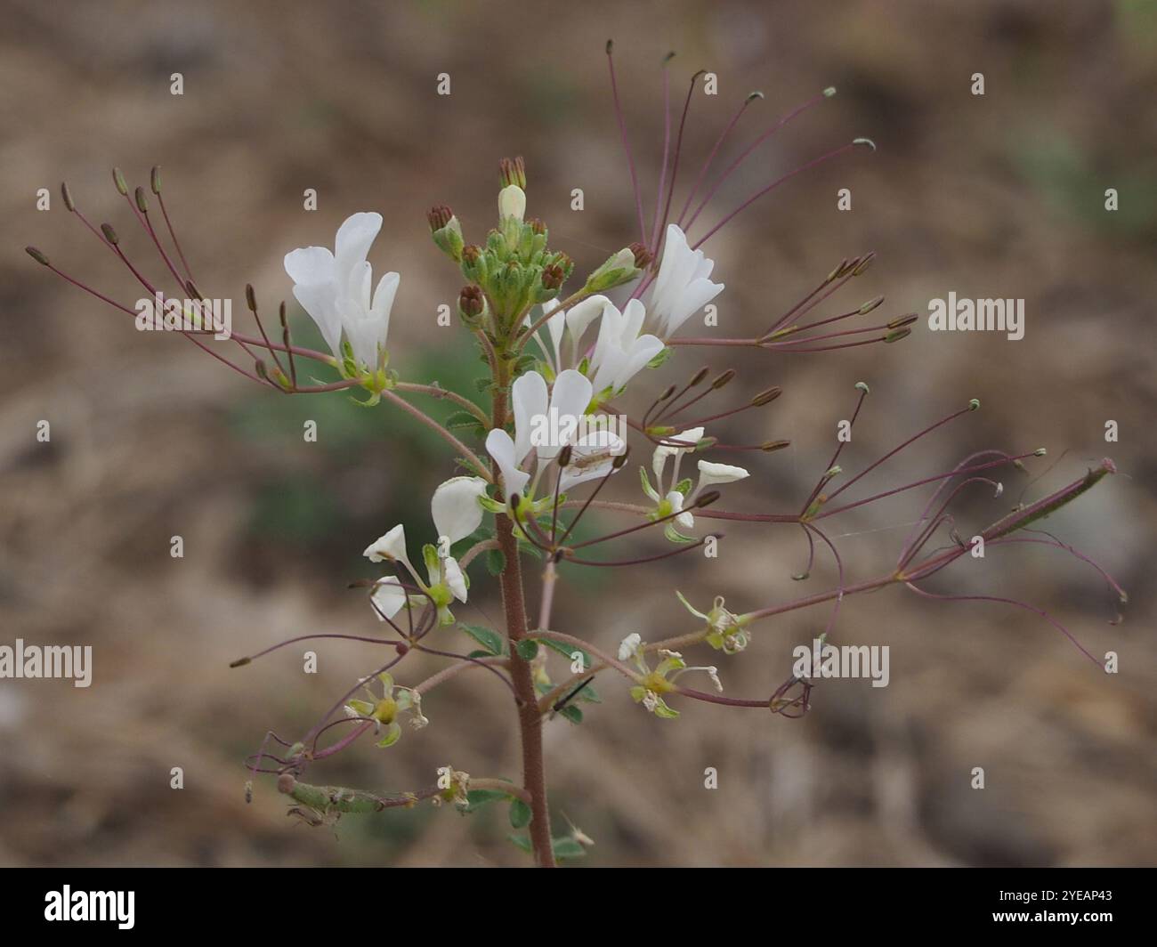 Spiderwisp (Cleome gynandra Stock Photo - Alamy