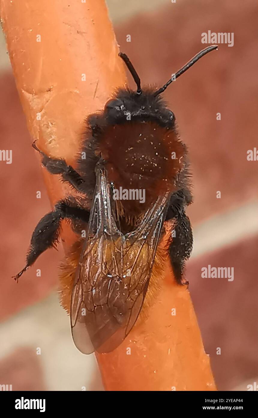 Tawny Mining Bee (Andrena fulva Stock Photo - Alamy