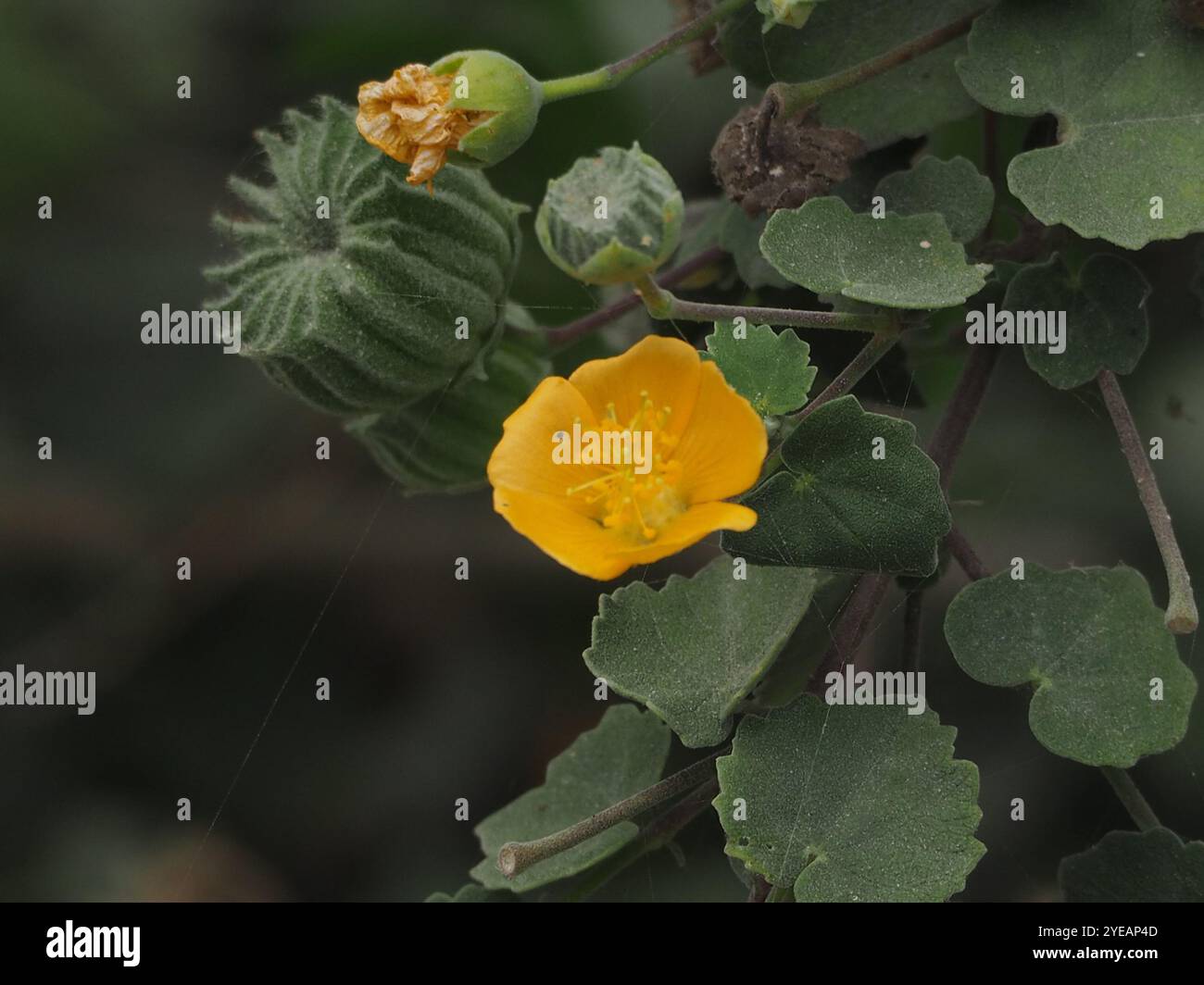 Indian Mallow (Abutilon indicum Stock Photo - Alamy