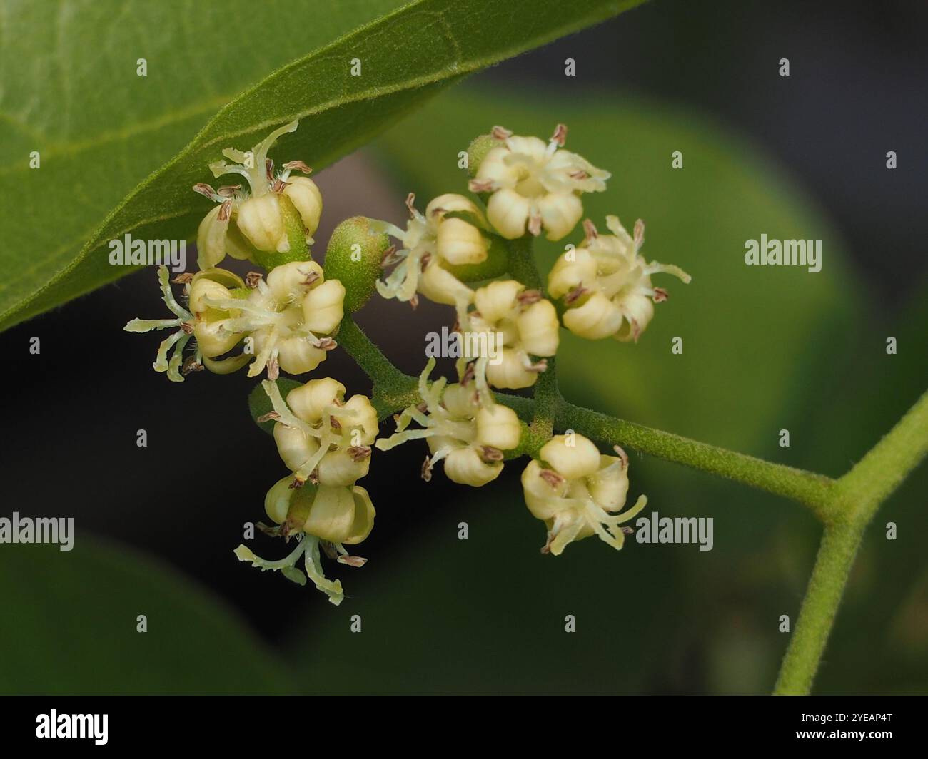 Cordia dichotoma hi-res stock photography and images - Alamy