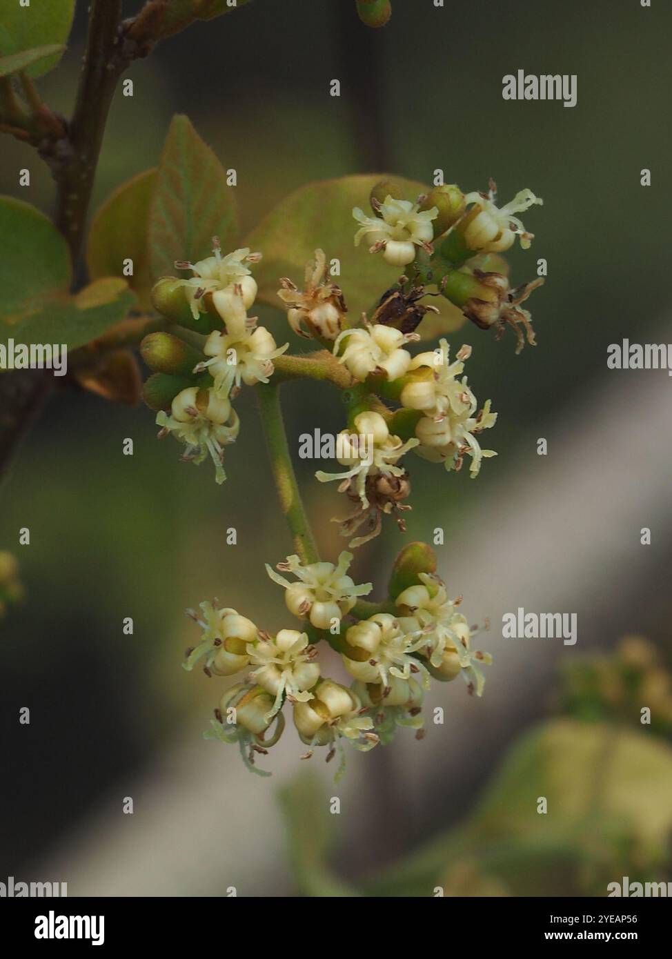 Clammy Cherry (Cordia dichotoma Stock Photo - Alamy