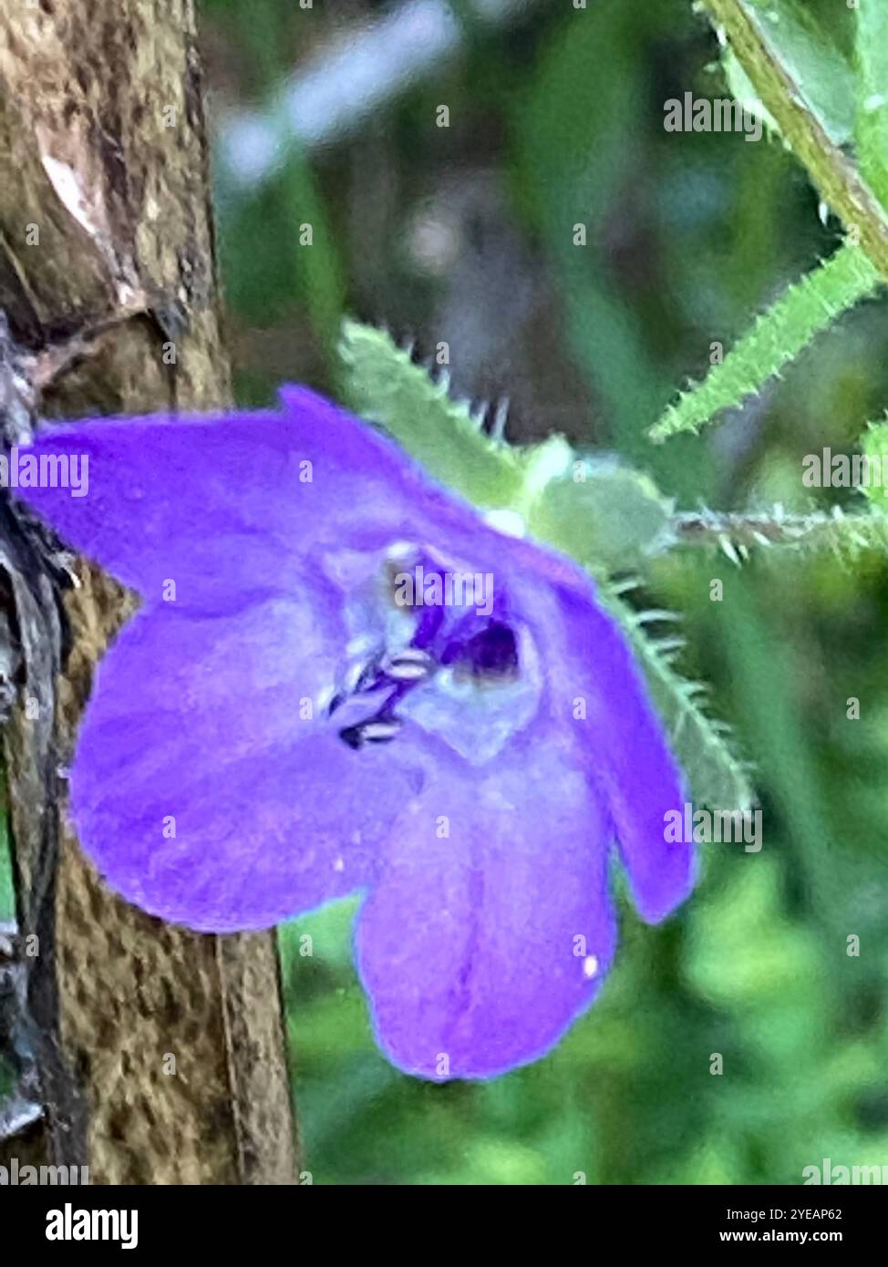 Fiesta Flower (Pholistoma auritum Stock Photo - Alamy