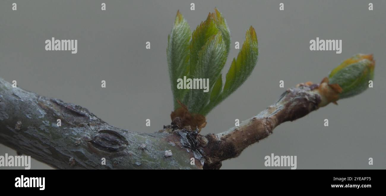 thornless honey locust (Gleditsia triacanthos inermis Stock Photo - Alamy