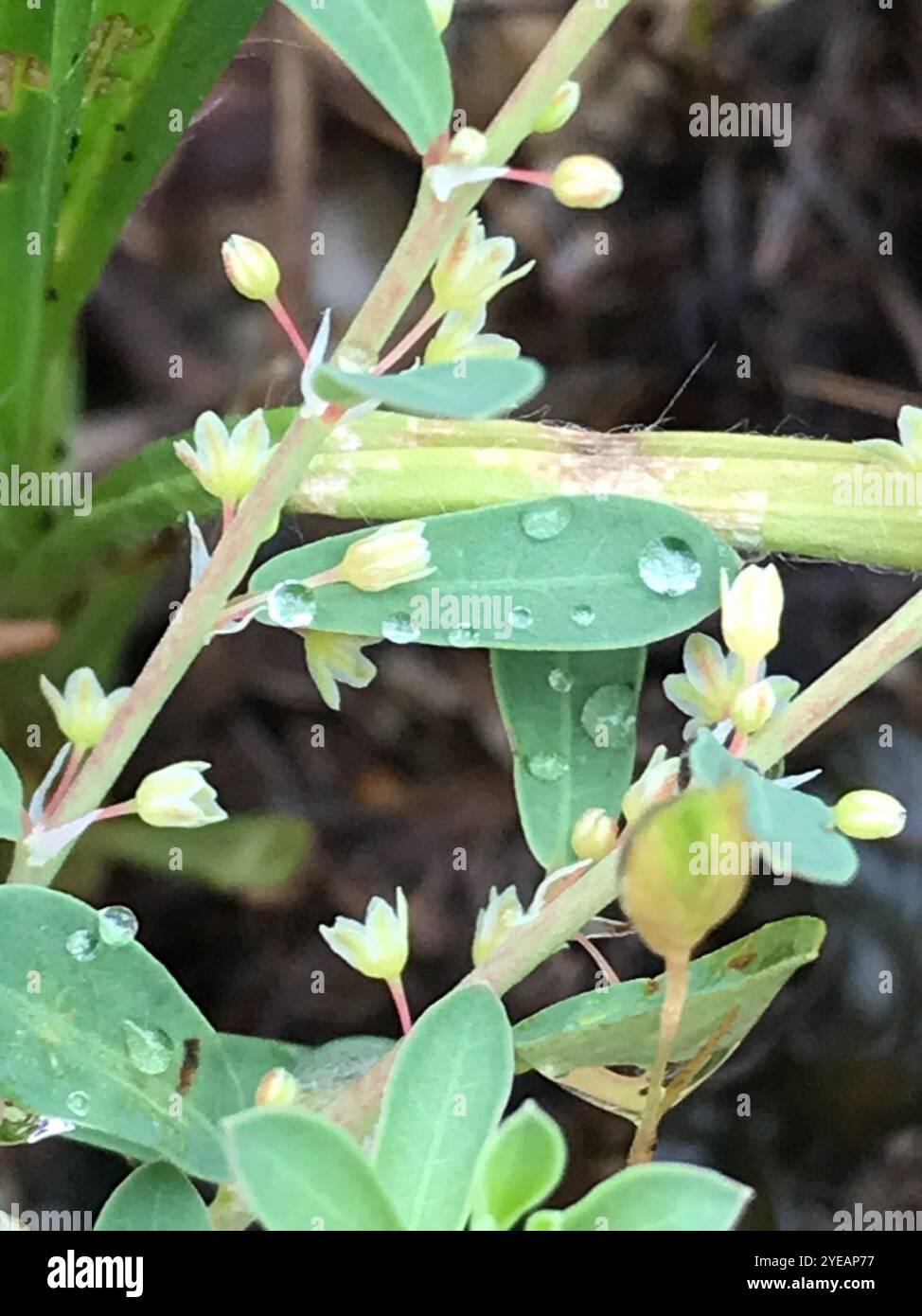 Smartweed Leafflower (Phyllanthus polygonoides Stock Photo - Alamy
