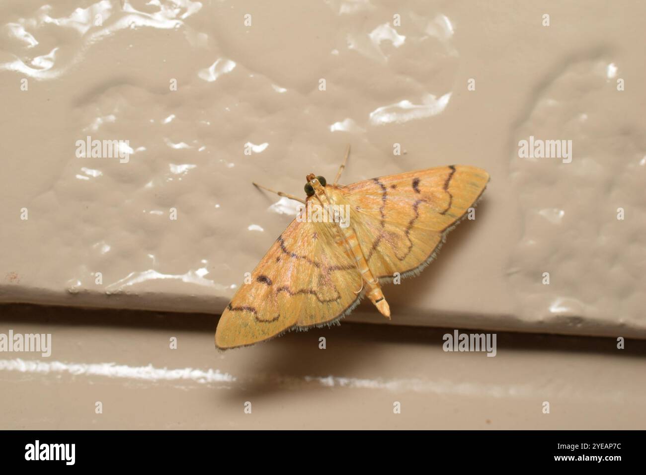 Patania hi-res stock photography and images - Alamy