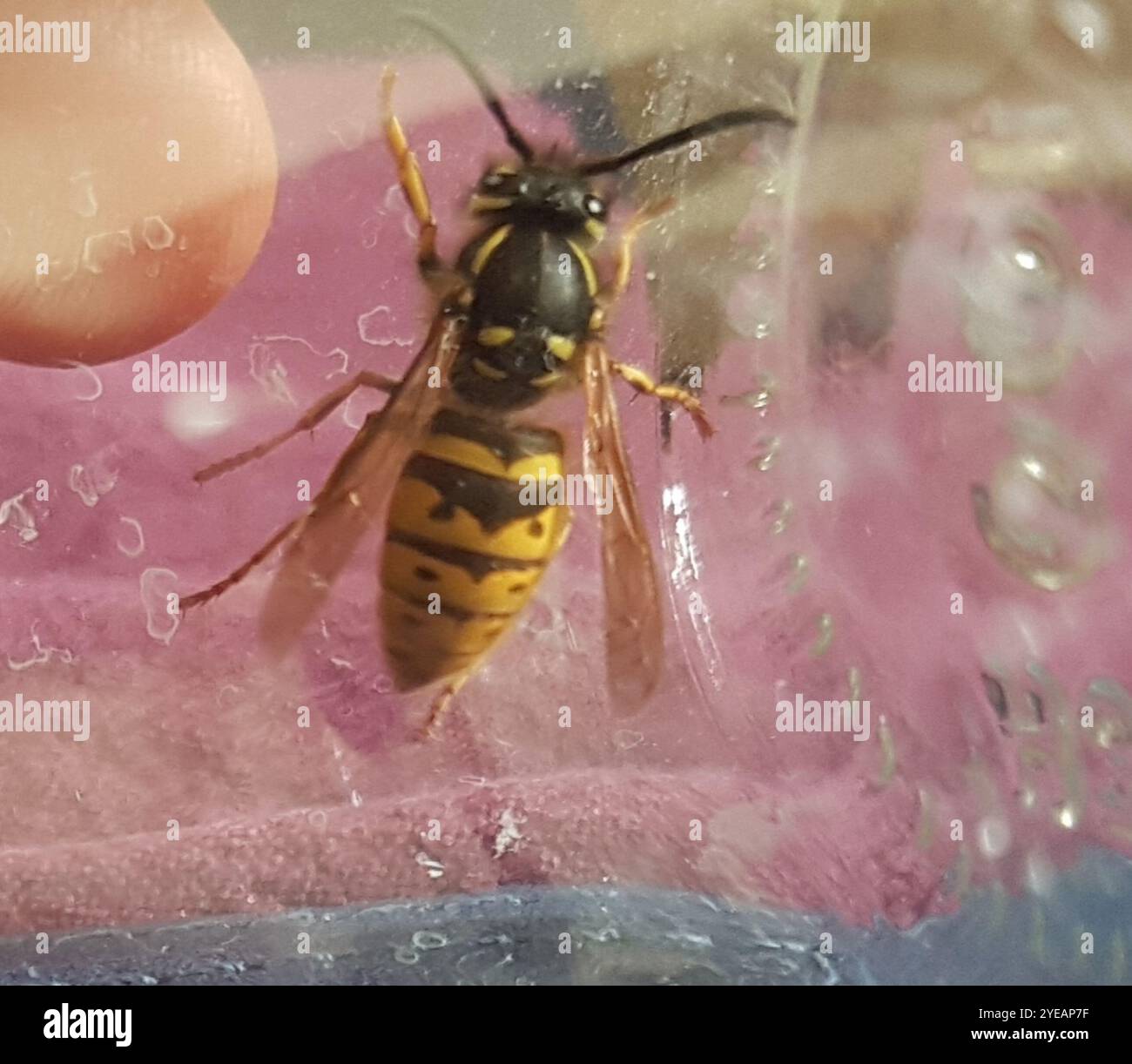 Common European Yellowjacket (Vespula vulgaris Stock Photo - Alamy
