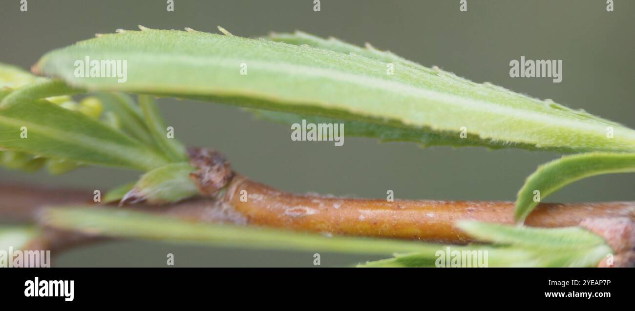 interior sandbar willow (Salix interior Stock Photo - Alamy