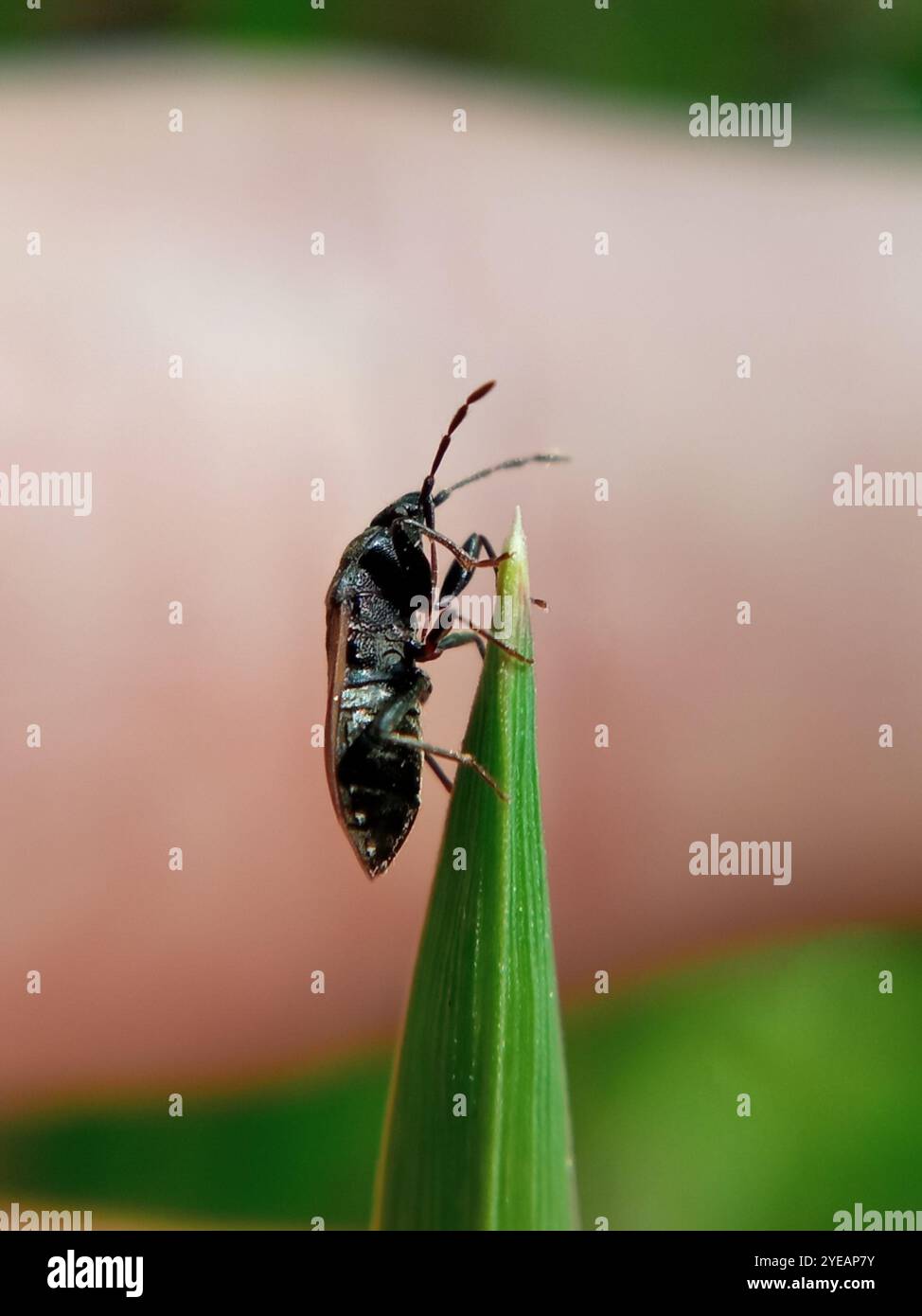 Drymus sylvaticus hi-res stock photography and images - Alamy