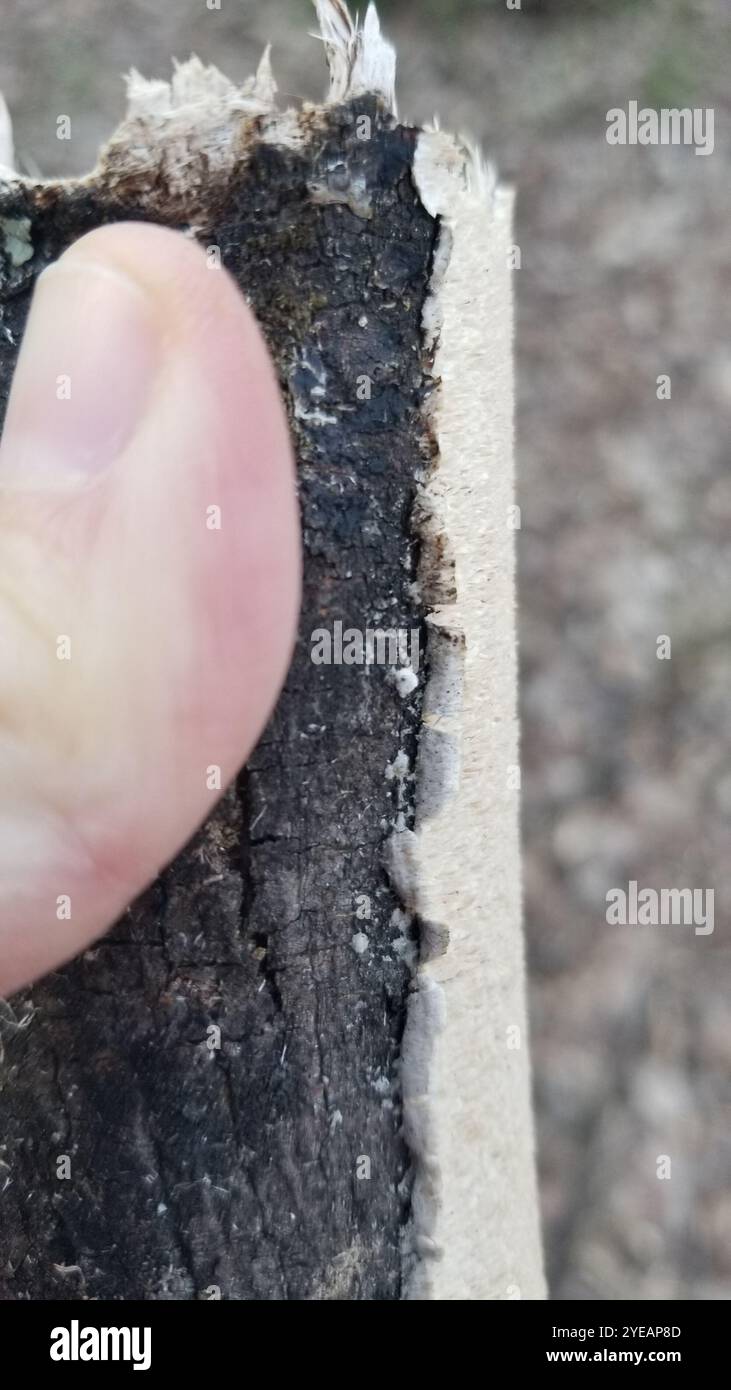 brown-toothed crust fungus (Hydnoporia olivacea Stock Photo - Alamy
