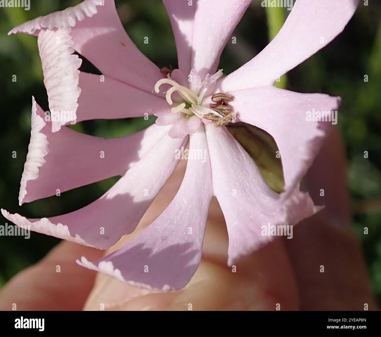 African dream root (Silene undulata Stock Photo - Alamy