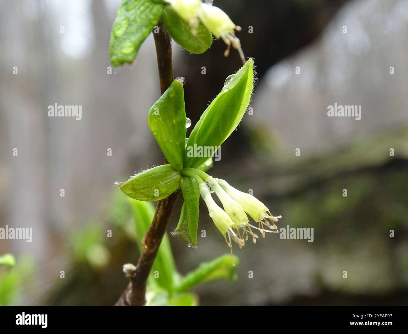 eastern leatherwood (Dirca palustris Stock Photo - Alamy