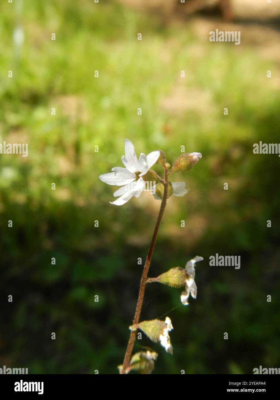 hillside woodland star (Lithophragma heterophyllum Stock Photo - Alamy