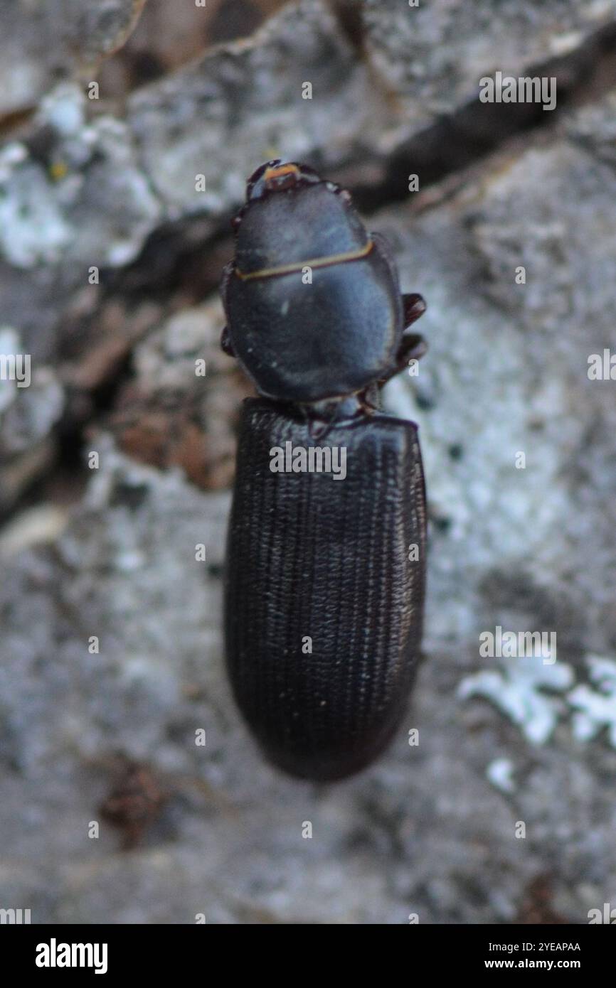 Tenebroides hi-res stock photography and images - Alamy