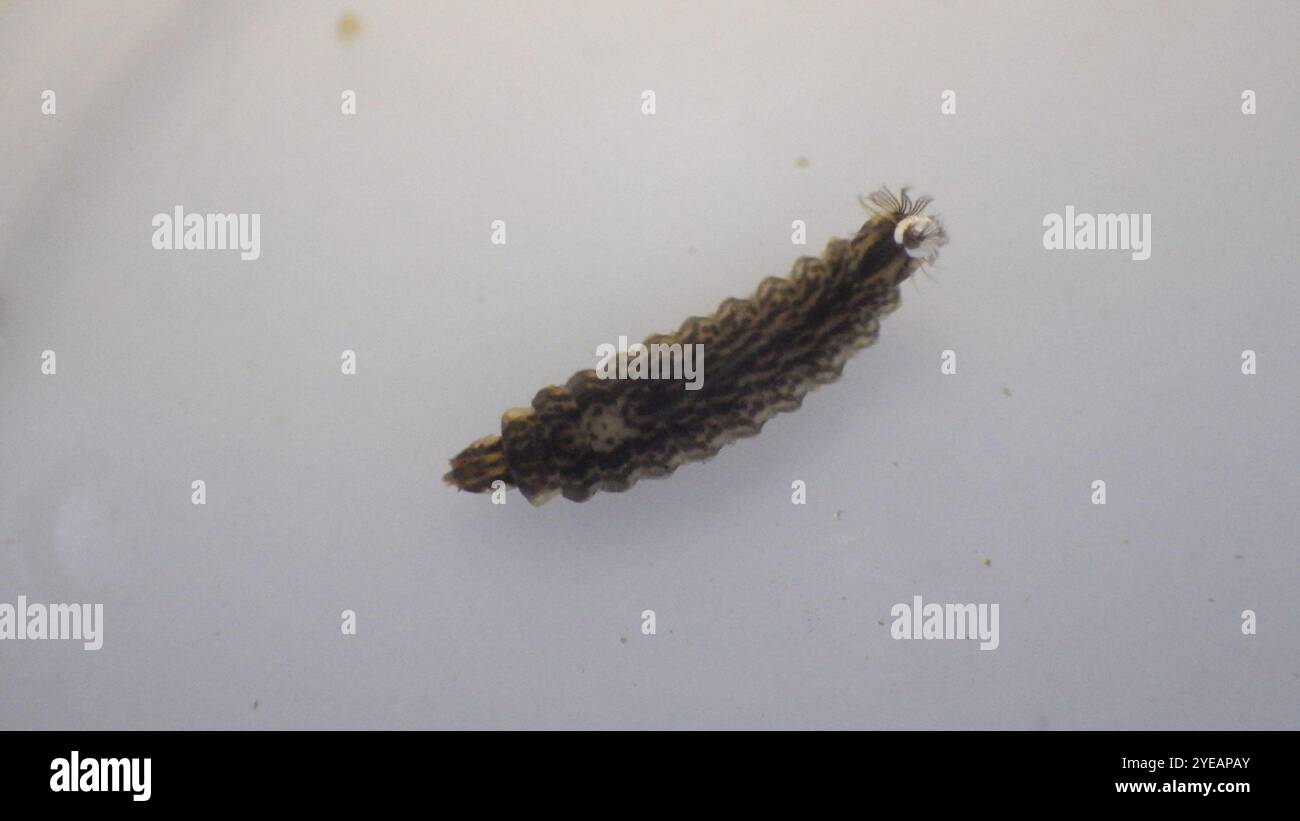 Soldier Flies (Stratiomyidae Stock Photo - Alamy