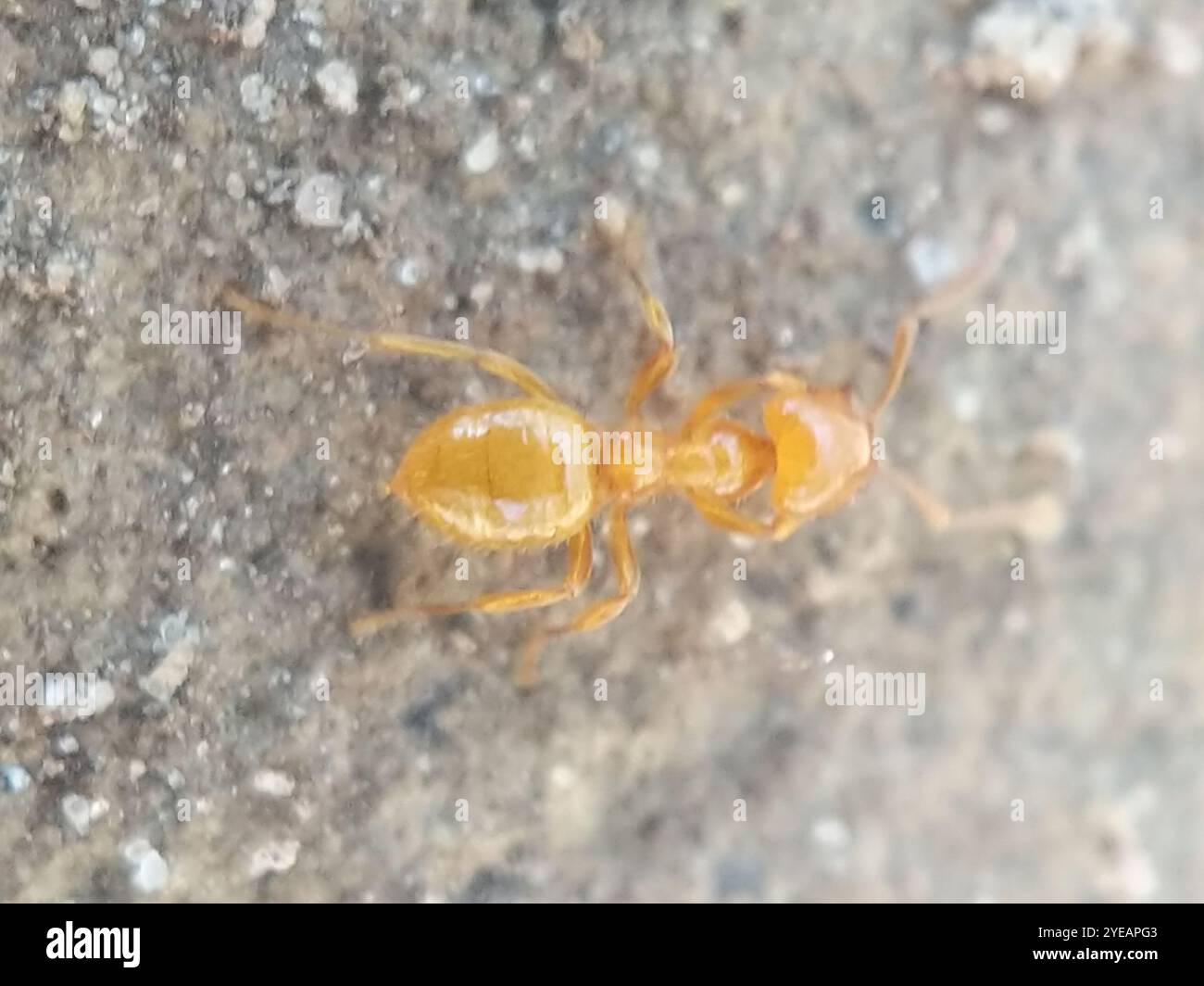 Acanthomyops hi-res stock photography and images - Alamy