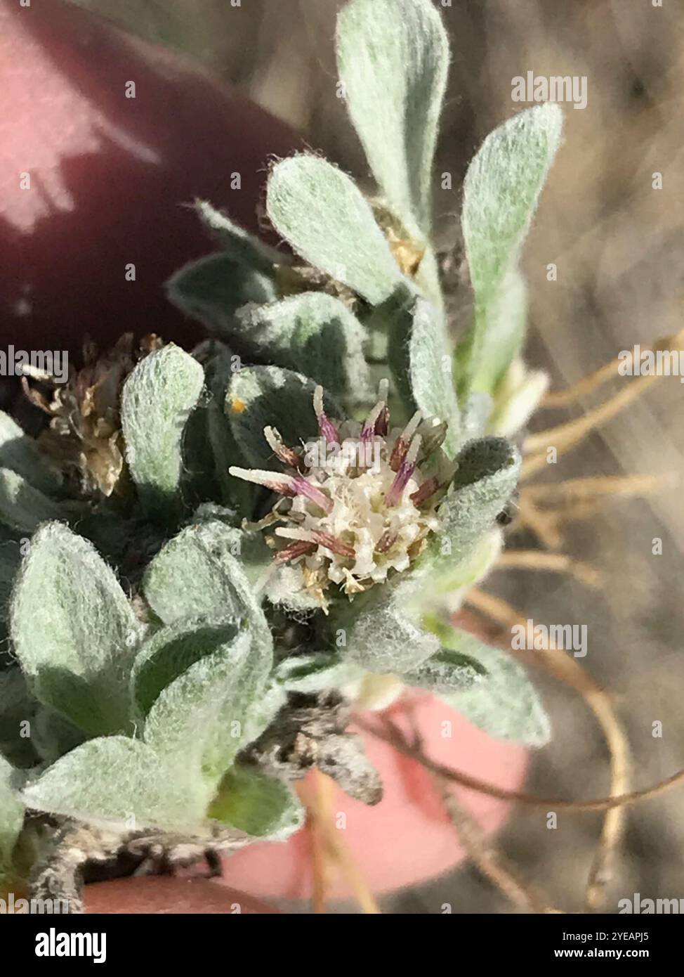 Low Pussytoes (Antennaria dimorpha Stock Photo - Alamy