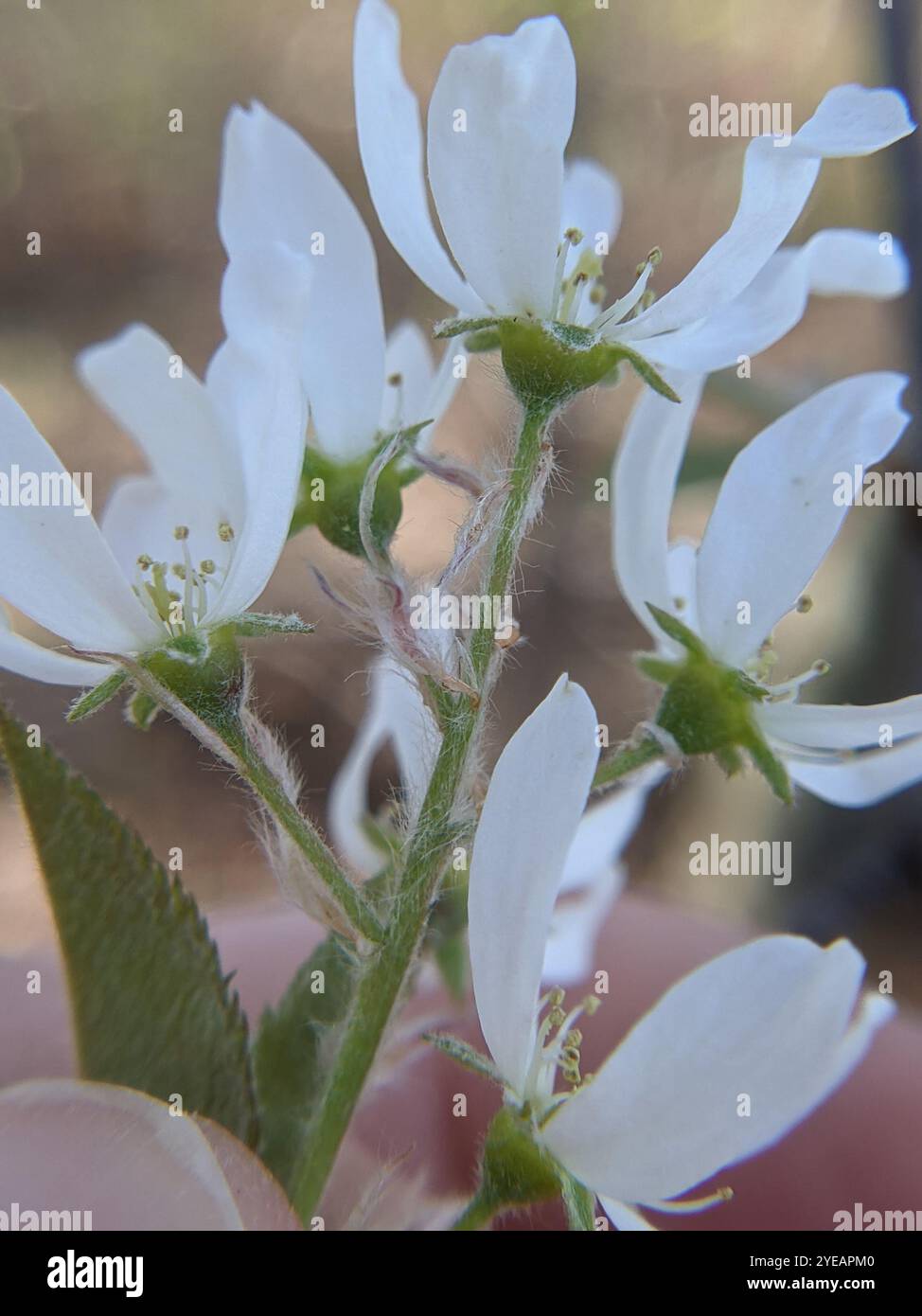 common serviceberry (Amelanchier arborea Stock Photo - Alamy
