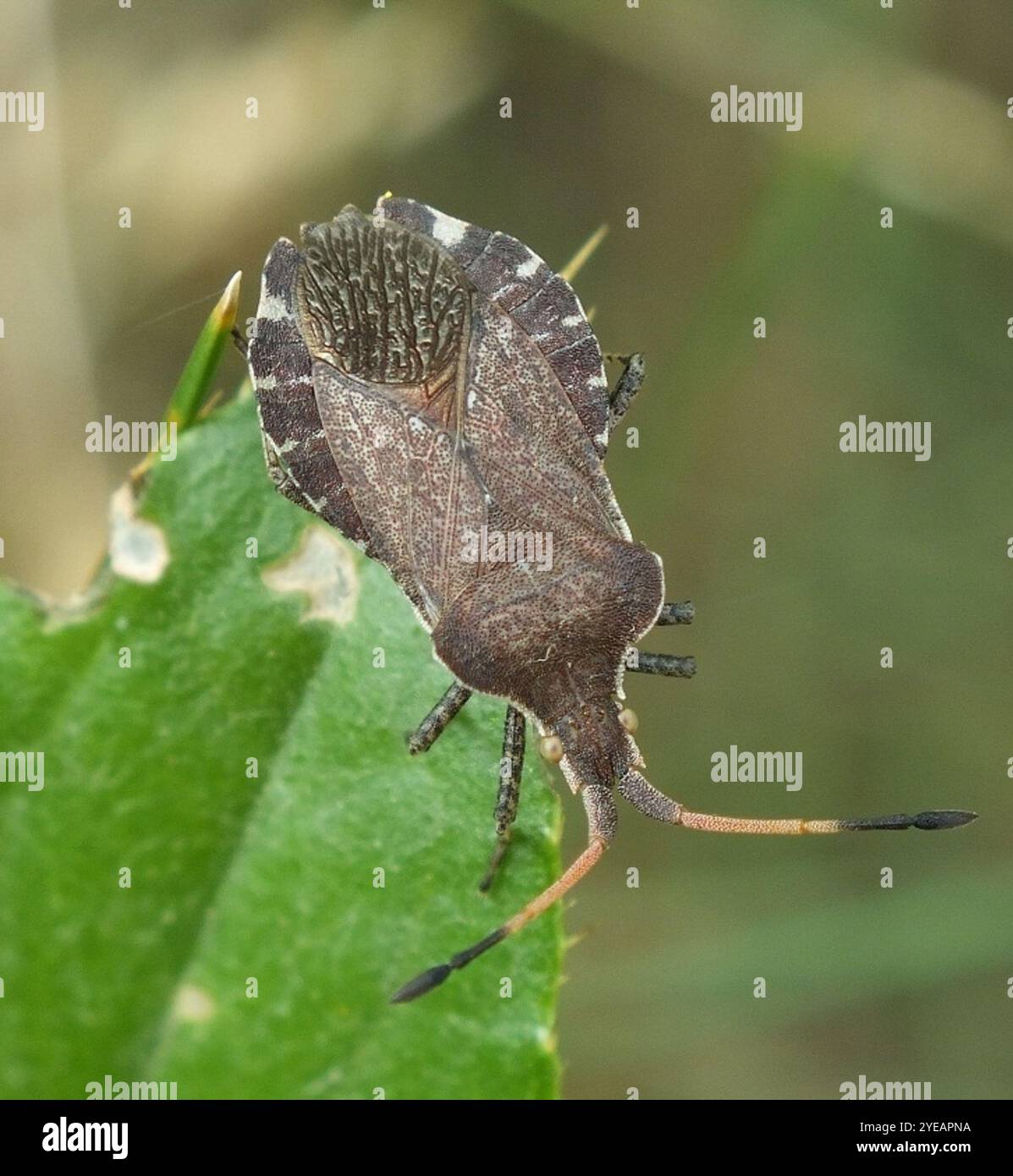Enoplops hi-res stock photography and images - Alamy