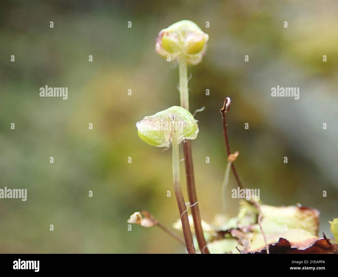 Hemisphaeric Liverwort (Reboulia hemisphaerica Stock Photo - Alamy