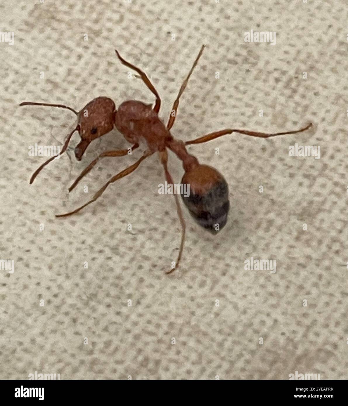 California Harvester Ant (Pogonomyrmex californicus Stock Photo - Alamy