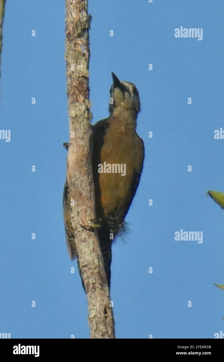 Jamaican Woodpecker (Melanerpes radiolatus Stock Photo - Alamy