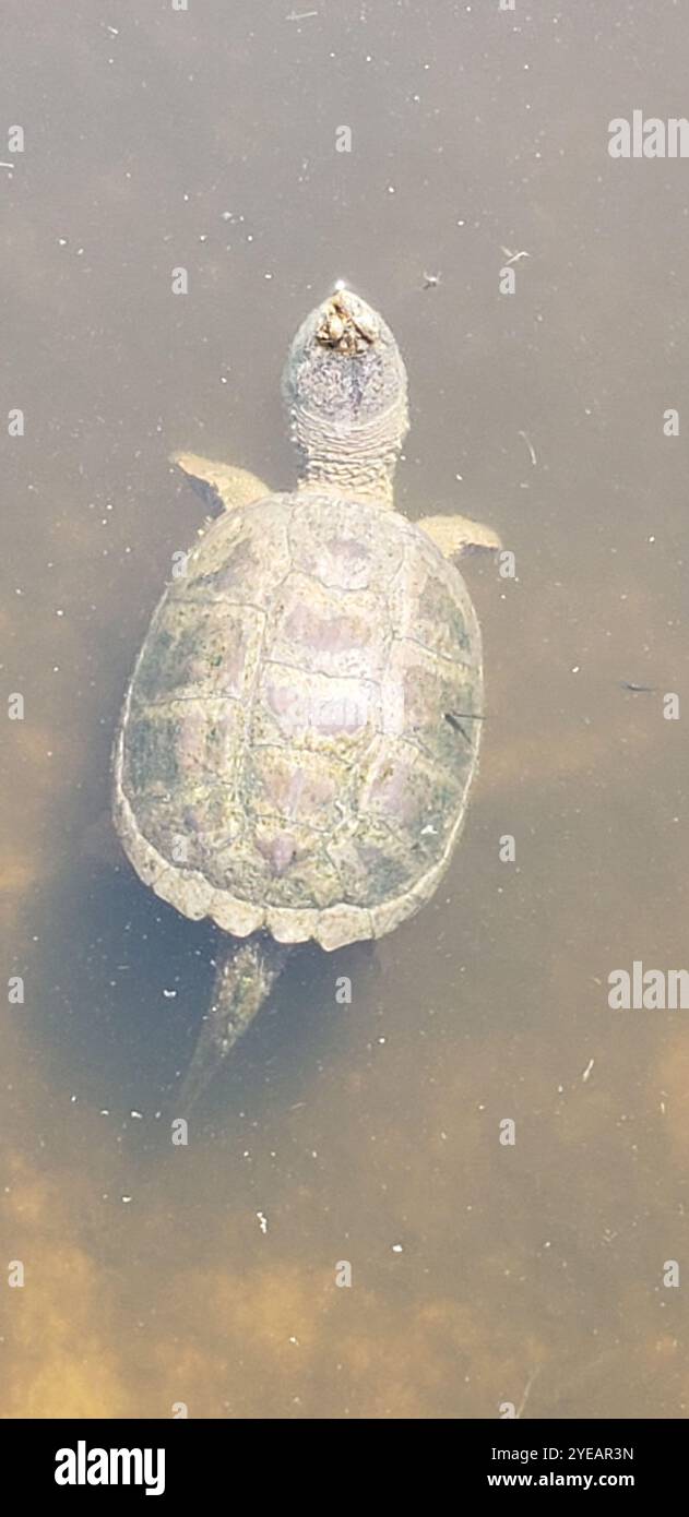 Common Snapping Turtle (Chelydra serpentina Stock Photo - Alamy