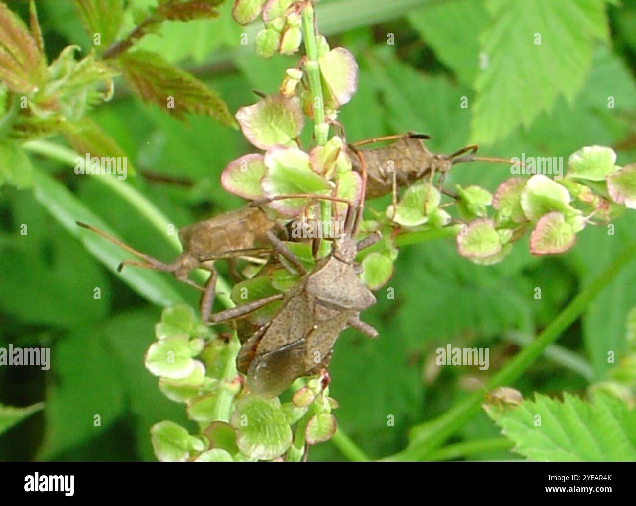 Dock Bug (Coreus marginatus Stock Photo - Alamy