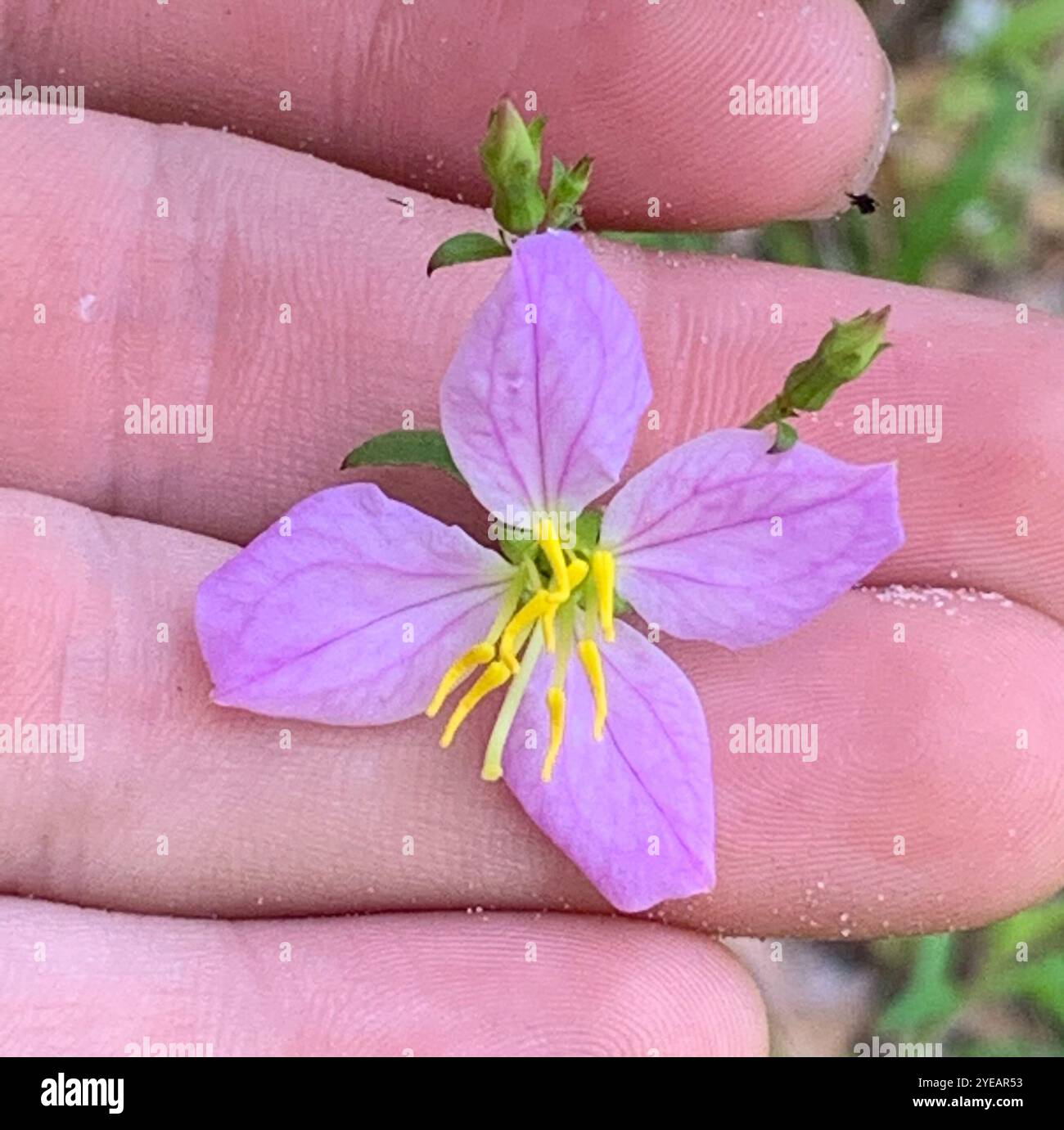 Maryland meadowbeauty (Rhexia mariana mariana Stock Photo - Alamy