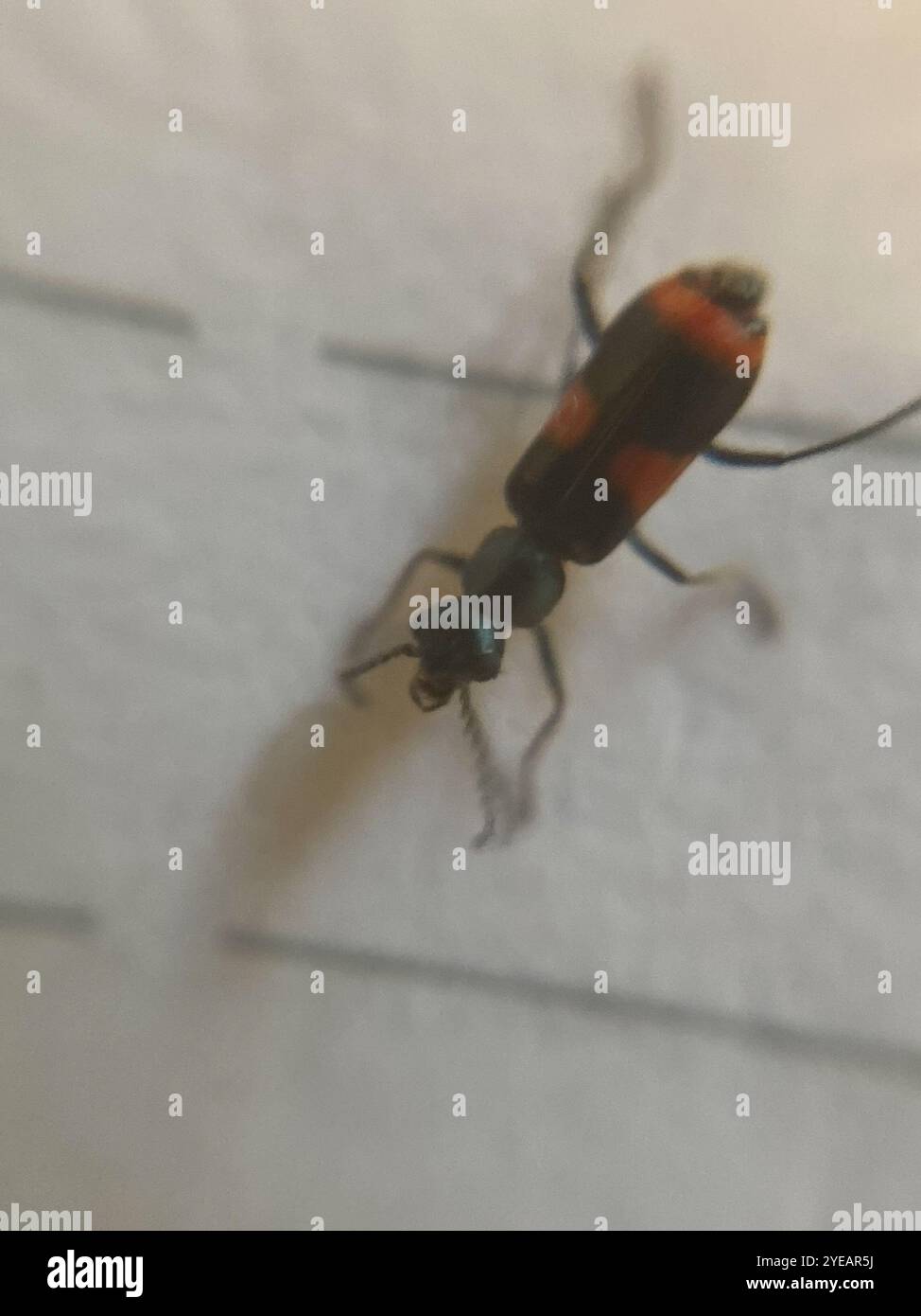 Anthocomus fasciatus hi-res stock photography and images - Alamy