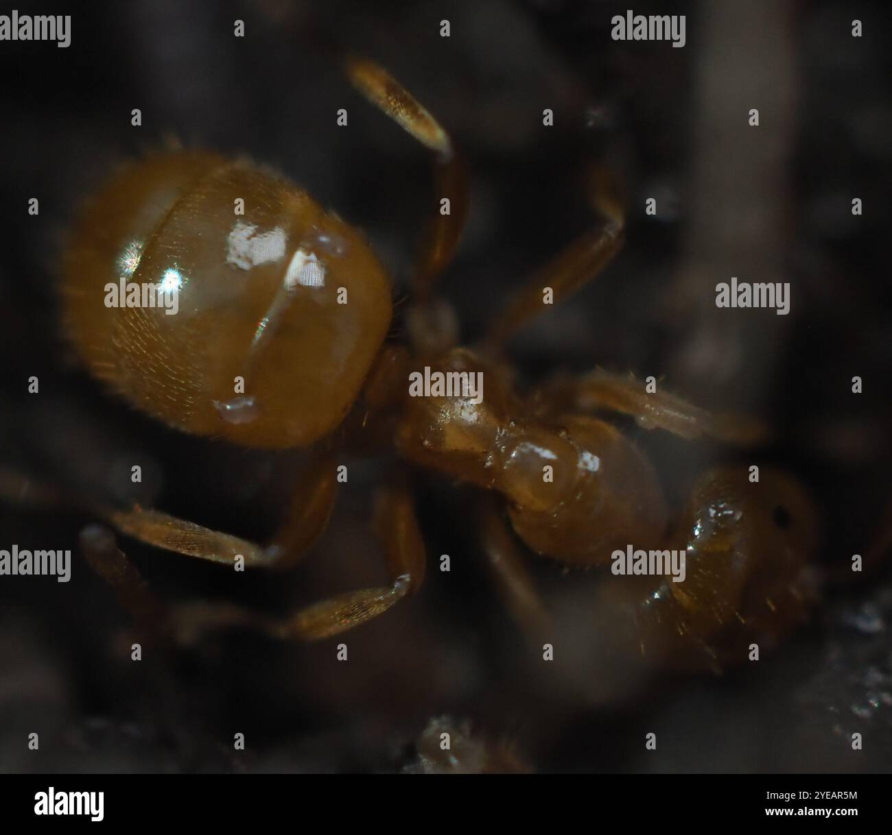 Acanthomyops hi-res stock photography and images - Alamy