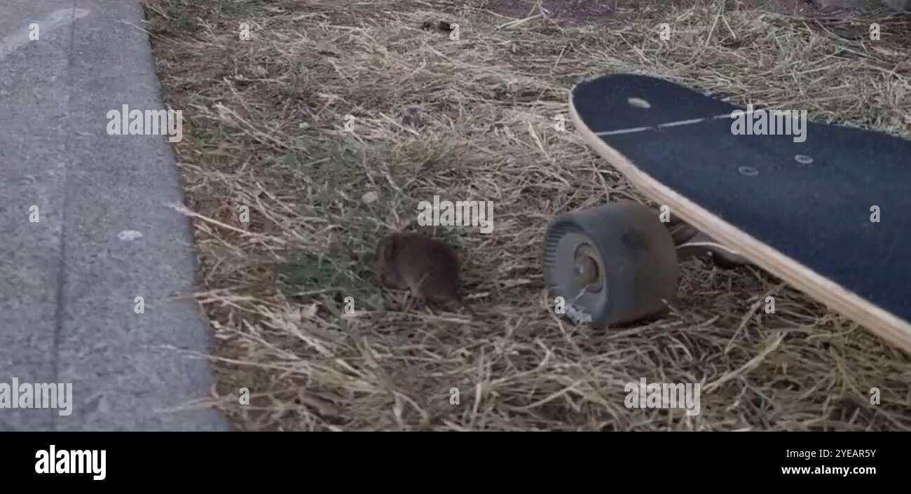 Meadow Vole (Microtus pennsylvanicus Stock Photo - Alamy