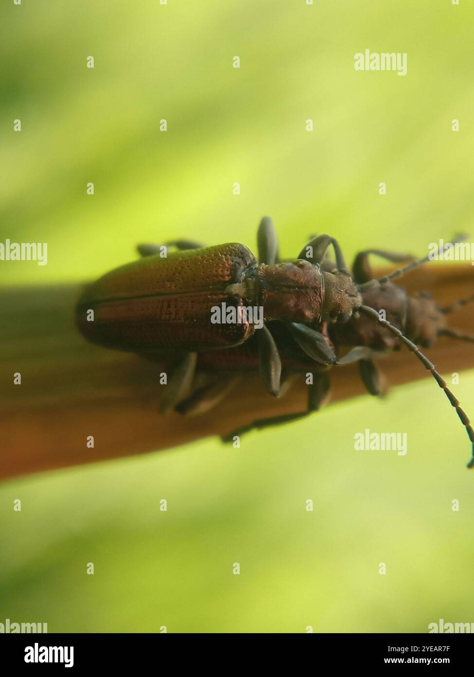 jewel reed beetle (Plateumaris sericea Stock Photo - Alamy