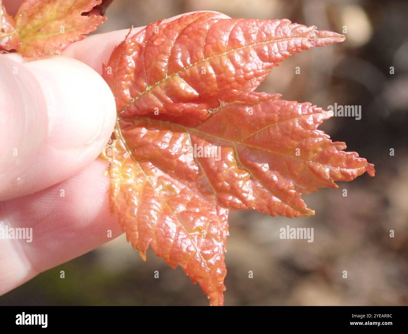 red maple (Acer rubrum Stock Photo - Alamy