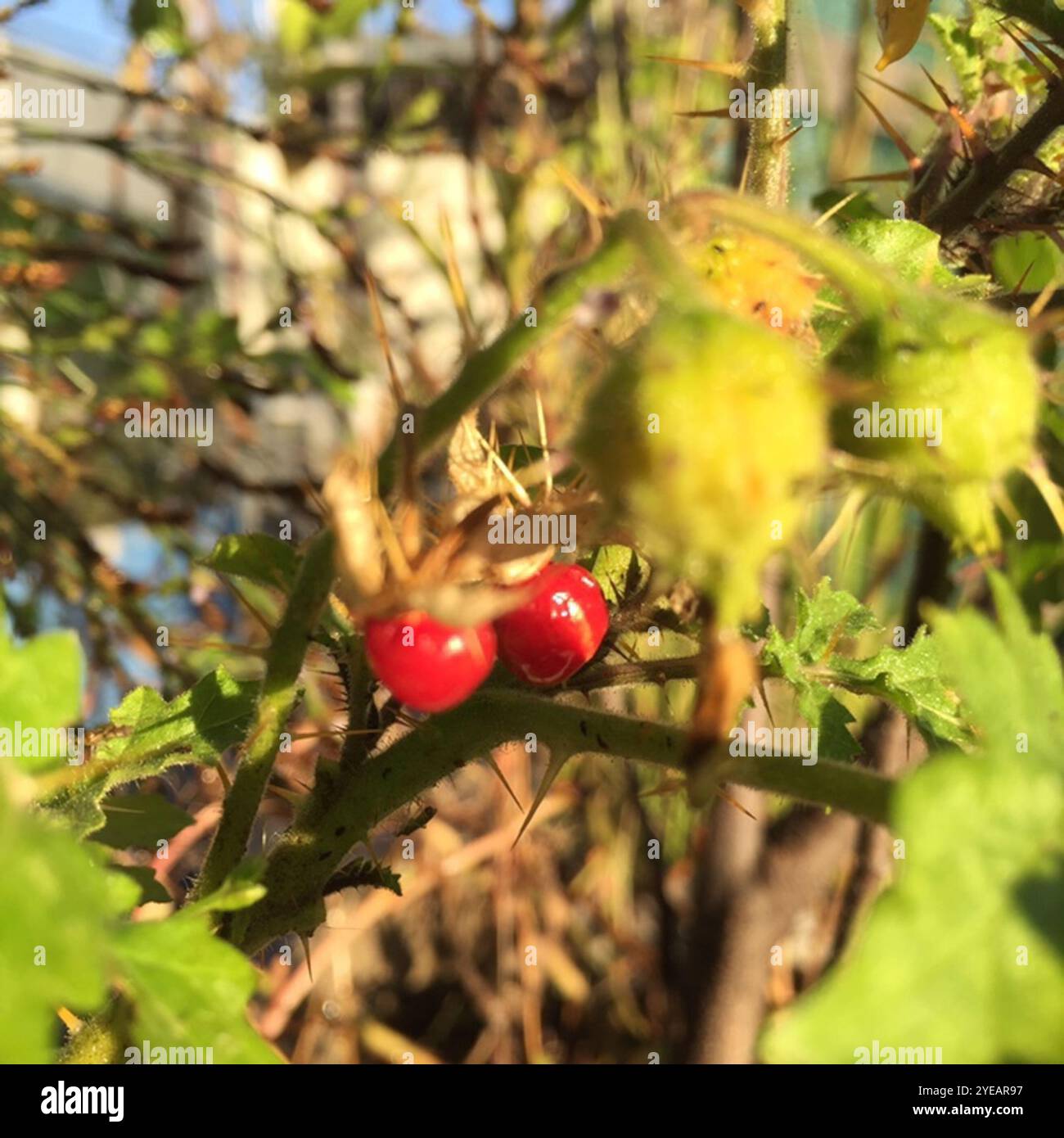 Red Buffalo-bur (Solanum sisymbriifolium Stock Photo - Alamy
