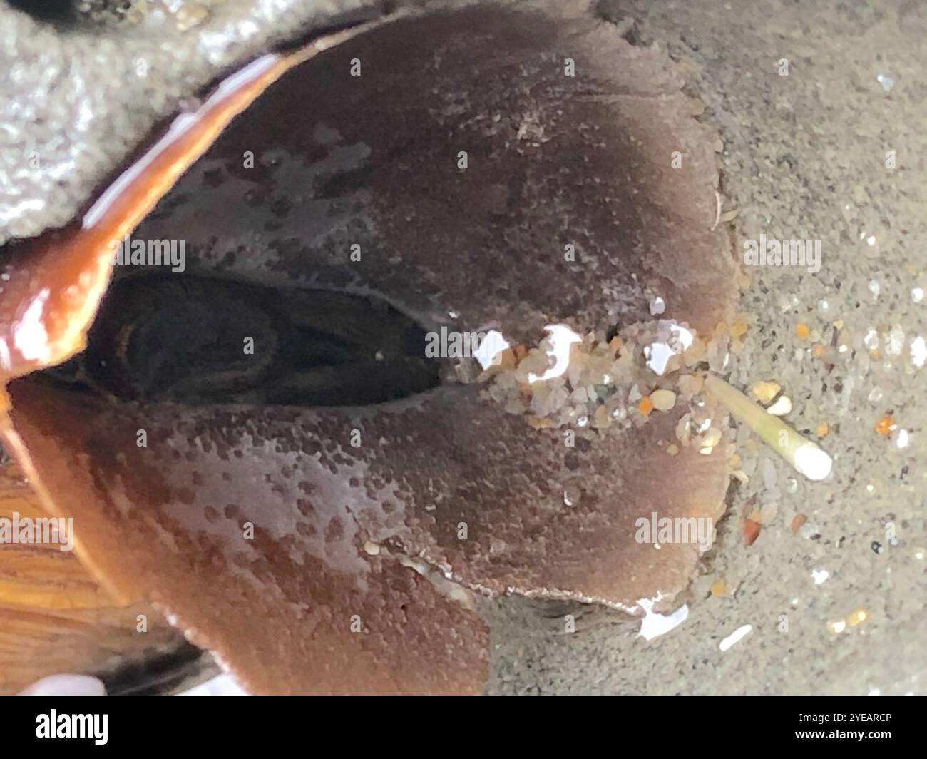 Penitella penita hi-res stock photography and images - Alamy