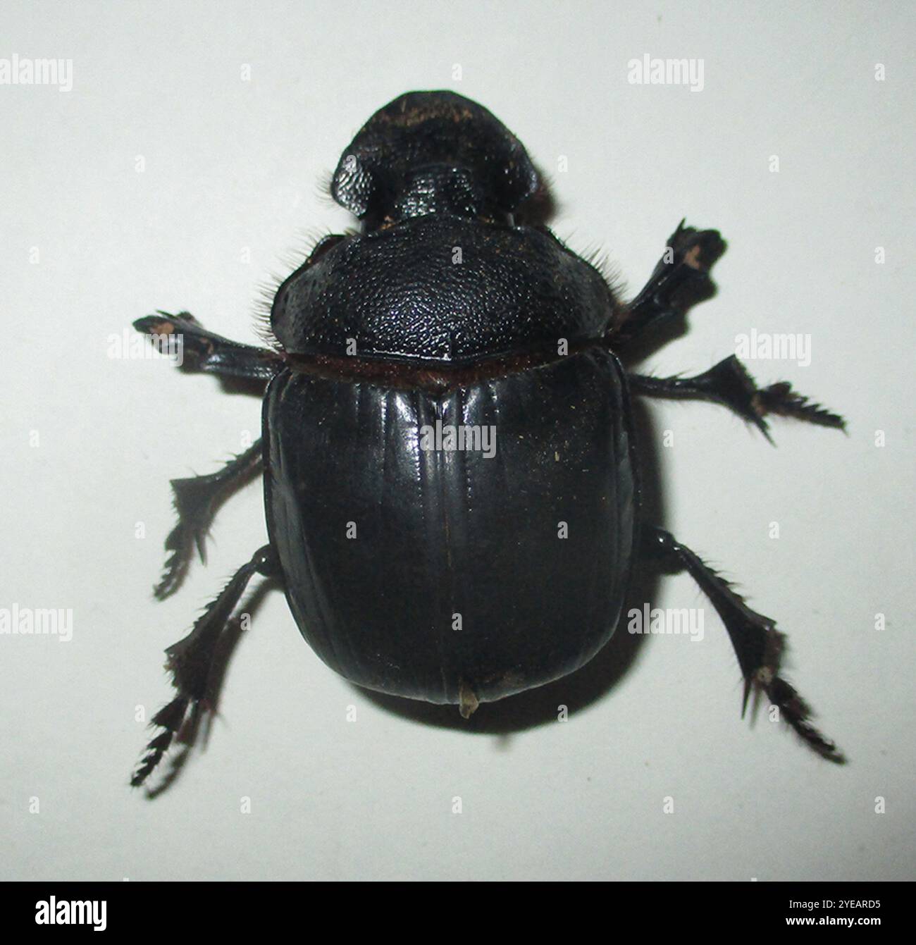Giant Dung Beetles (Heliocopris Stock Photo - Alamy