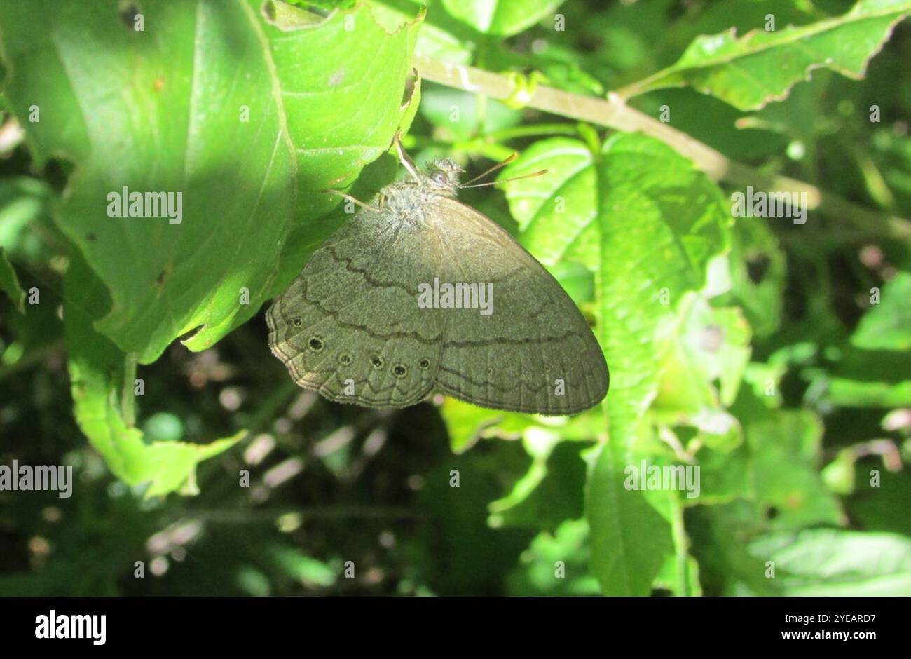 Poltys hi-res stock photography and images - Alamy