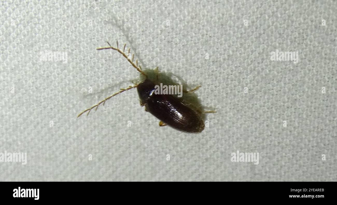 Toe-winged Beetles (Ptilodactylidae Stock Photo - Alamy