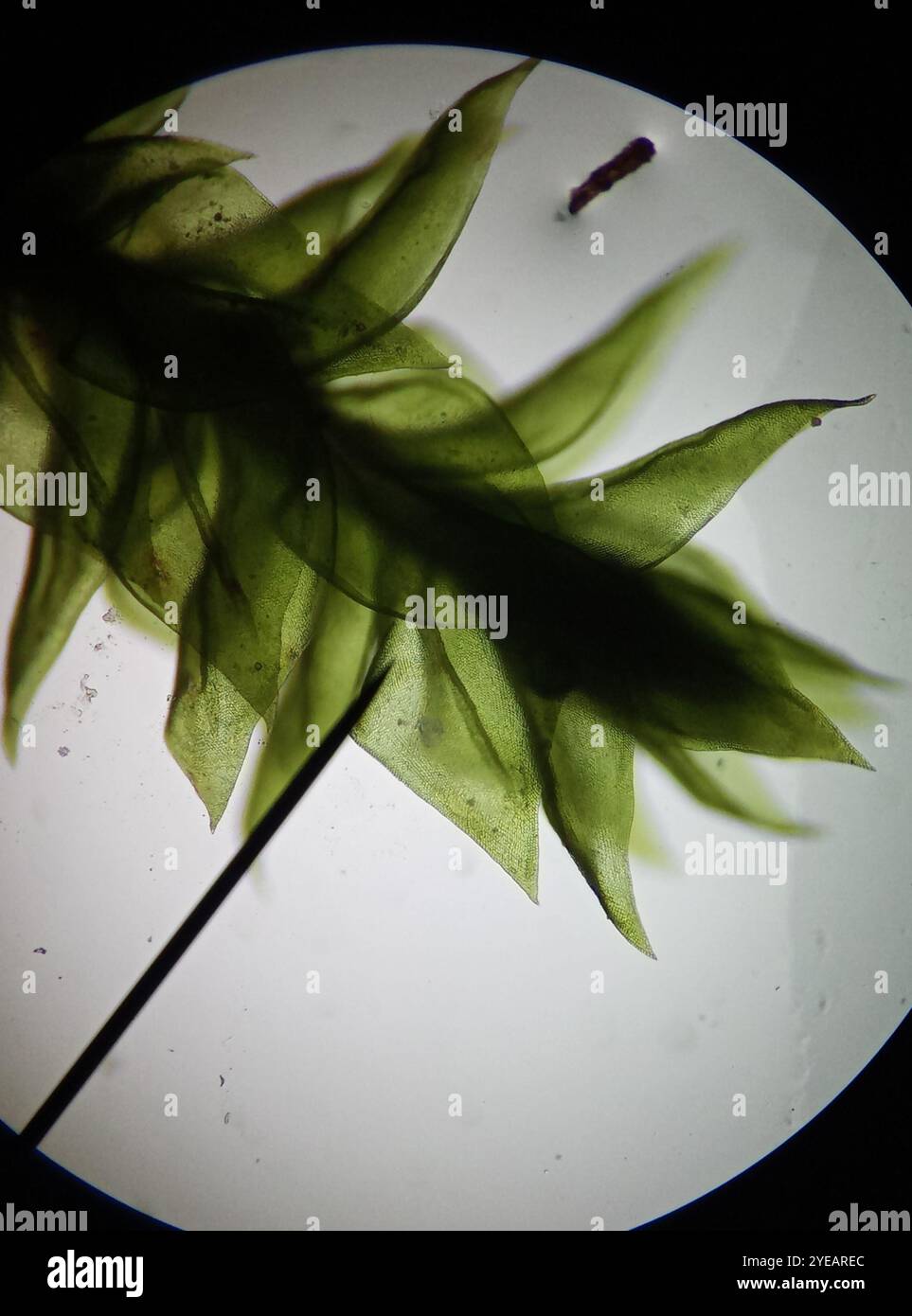 Lateral Cryphaea (Cryphaea heteromalla Stock Photo - Alamy