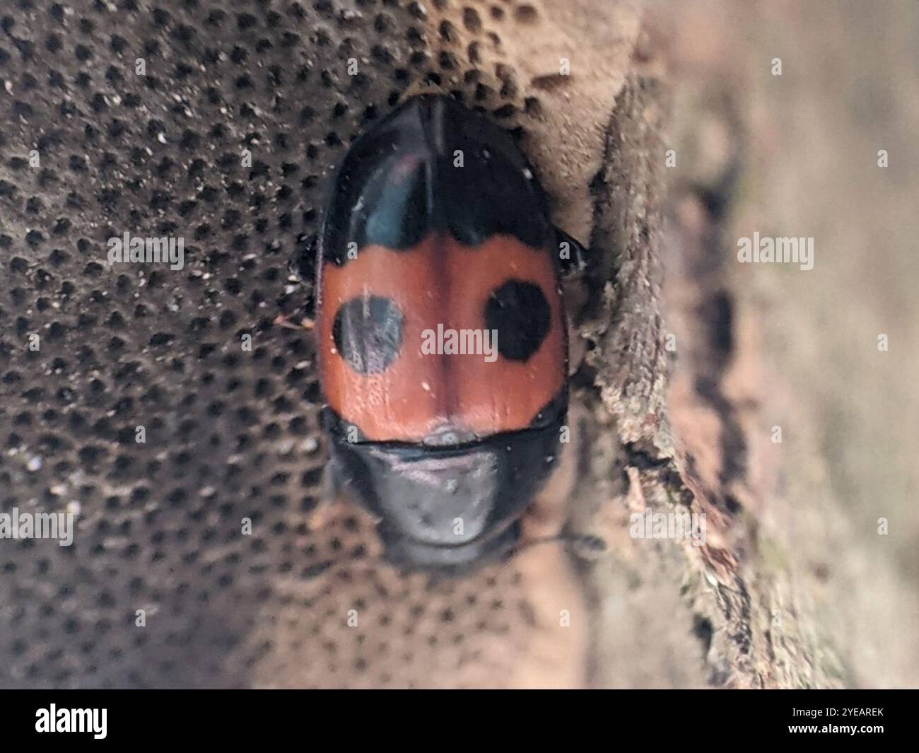 Bloody Sap Beetle (Glischrochilus sanguinolentus Stock Photo - Alamy