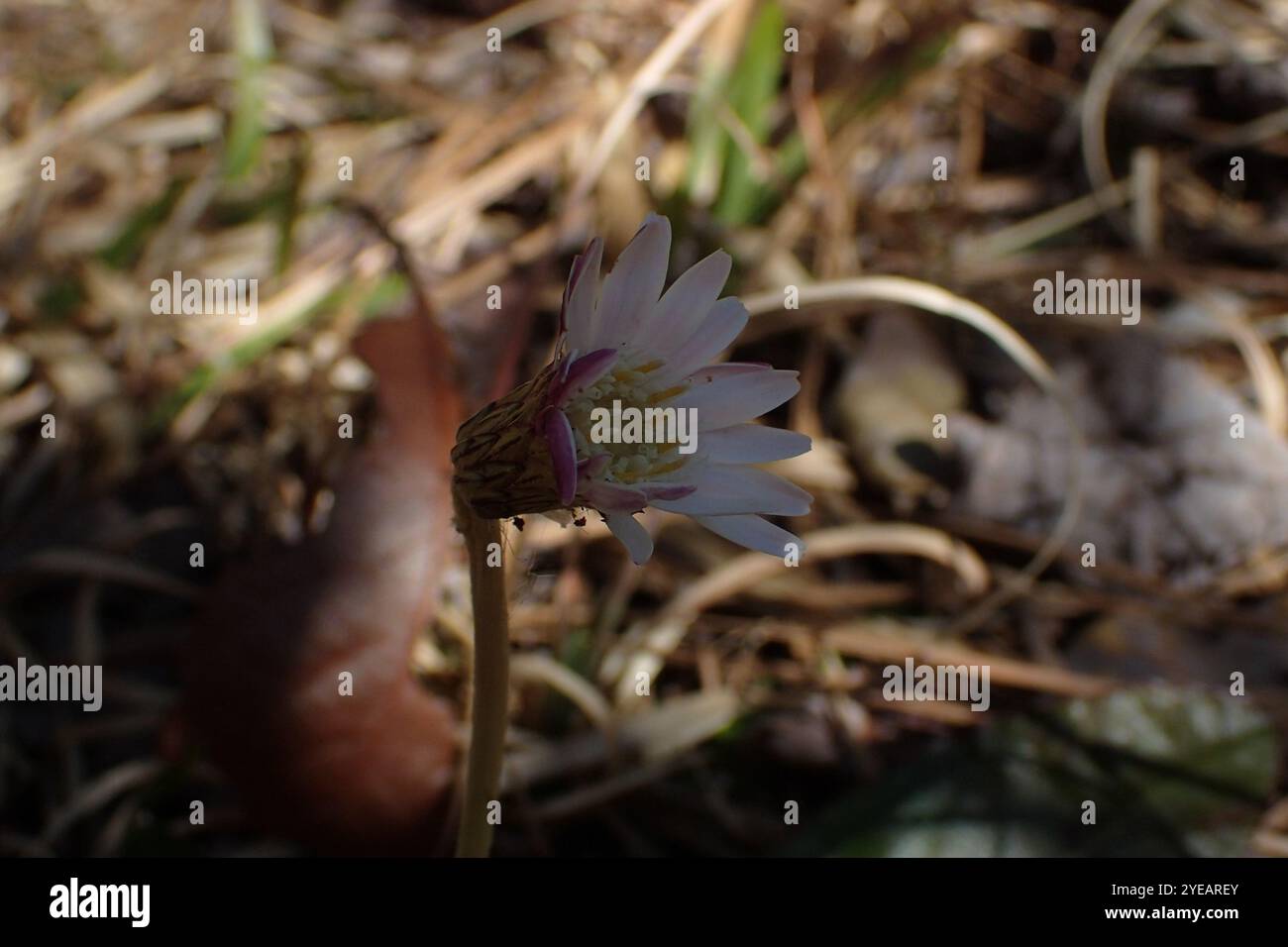 Pineland daisy hi-res stock photography and images - Alamy