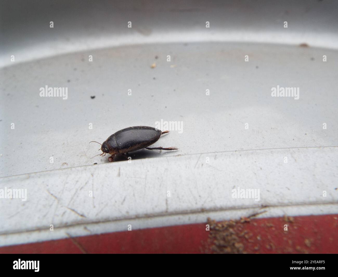 Hydaticus seminiger hi-res stock photography and images - Alamy