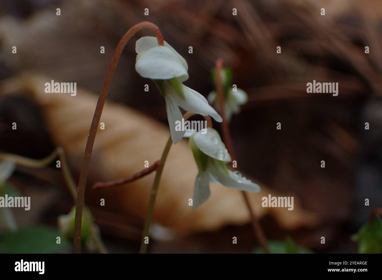 Primulifolia hi-res stock photography and images - Alamy