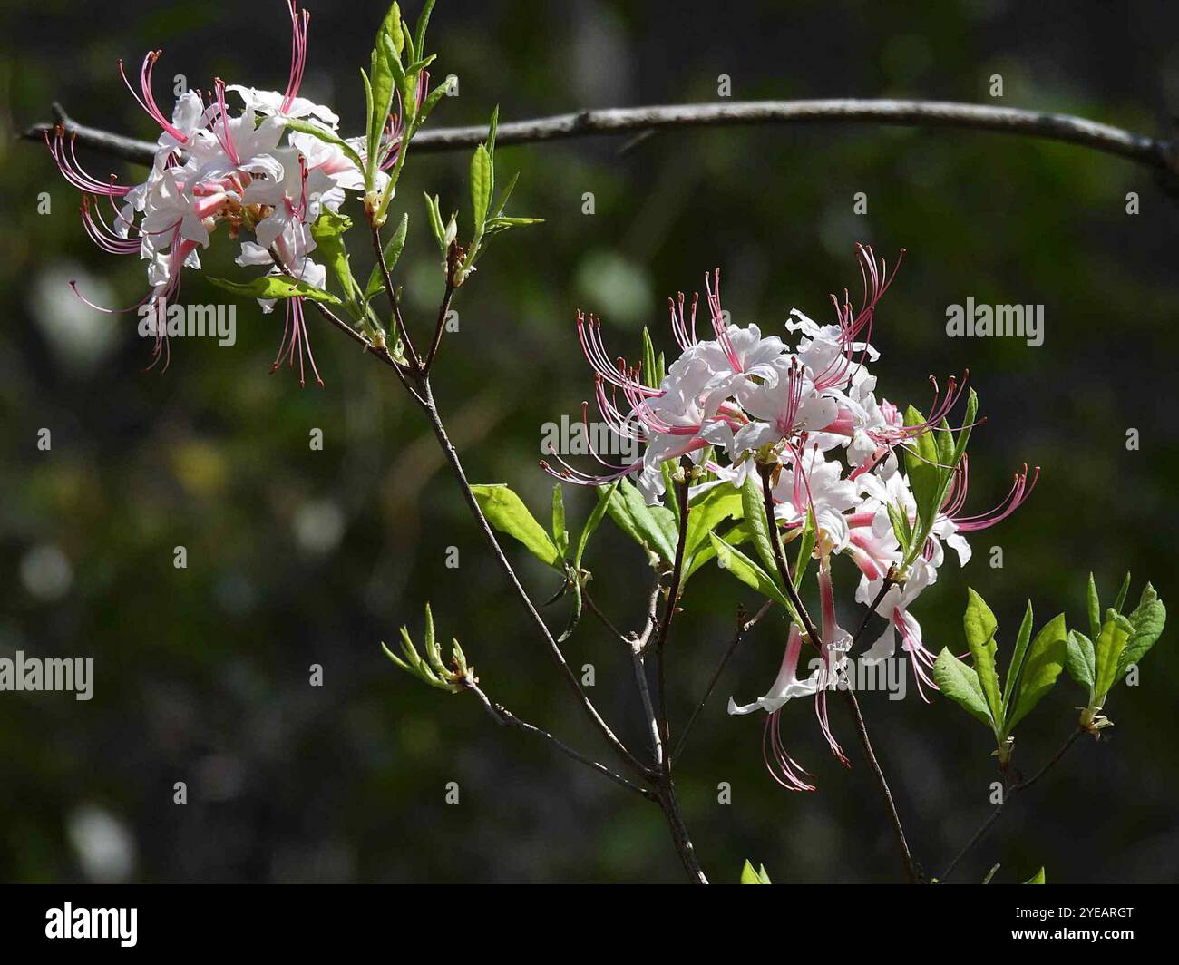rhododendrons and azaleas (Rhododendron Stock Photo - Alamy
