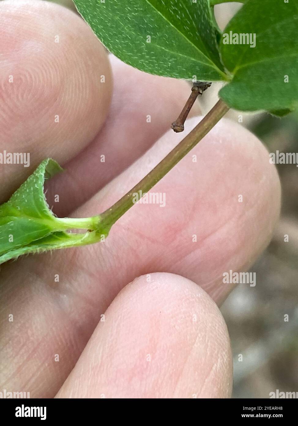 Scentless Mock Orange (Philadelphus inodorus Stock Photo - Alamy