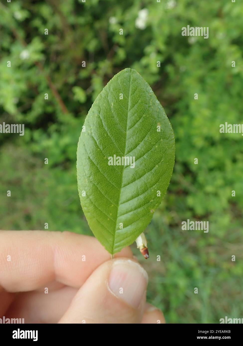 Prunus emarginata hi-res stock photography and images - Alamy