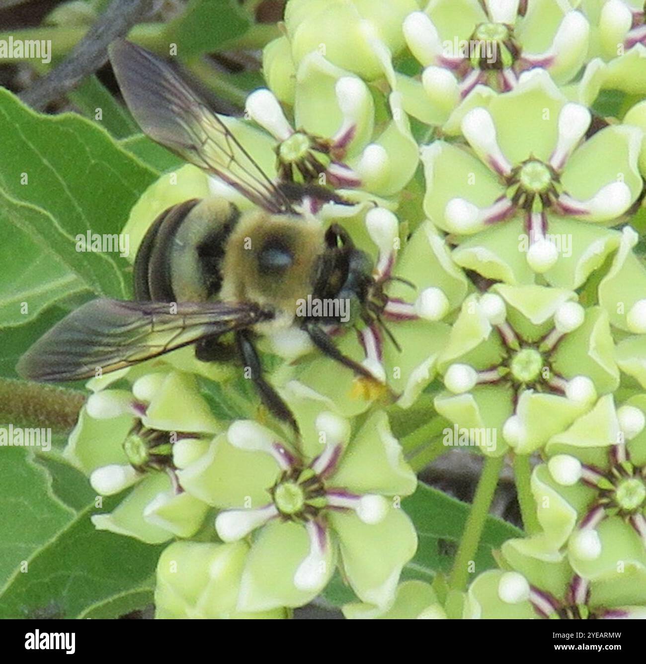 Texas Carpenter Bee (Xylocopa virginica texana Stock Photo - Alamy