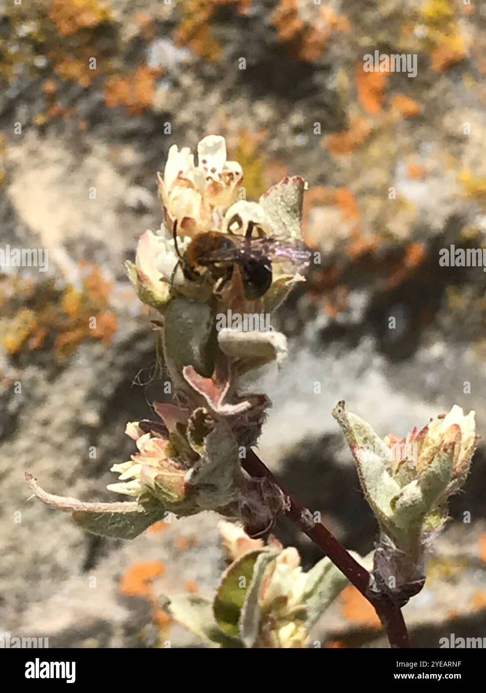 Western Chokecherry (Prunus virginiana demissa Stock Photo - Alamy